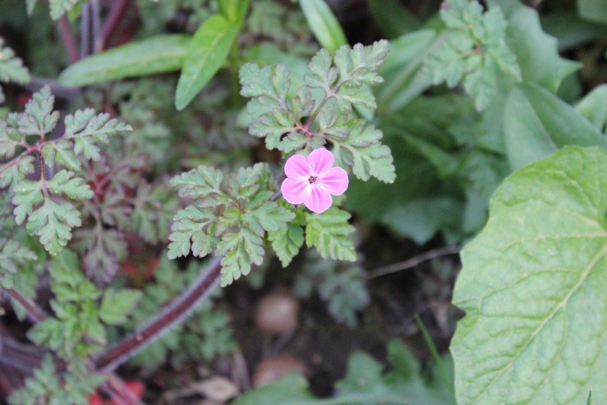 Herb Robert/Stinky Bob | Jaci Dawn